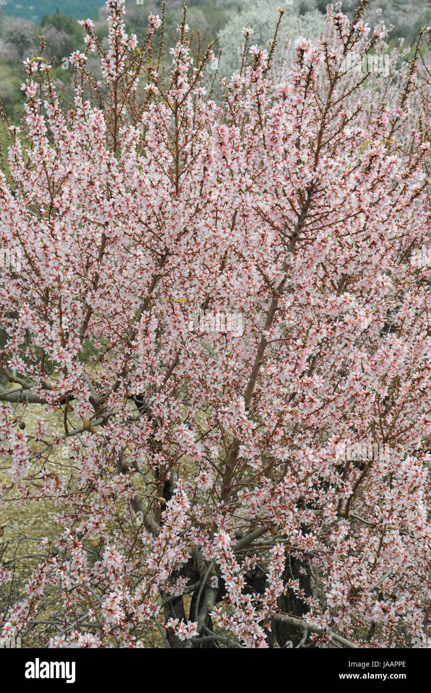 mandelum flower in spain Stock Photo - Alamy