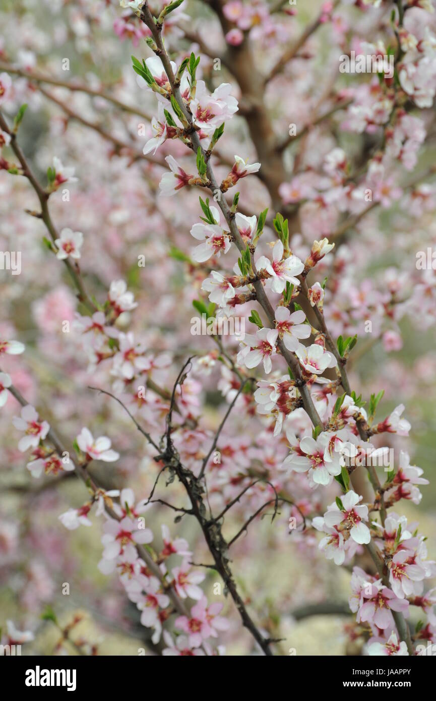 mandelum flower in spain Stock Photo - Alamy