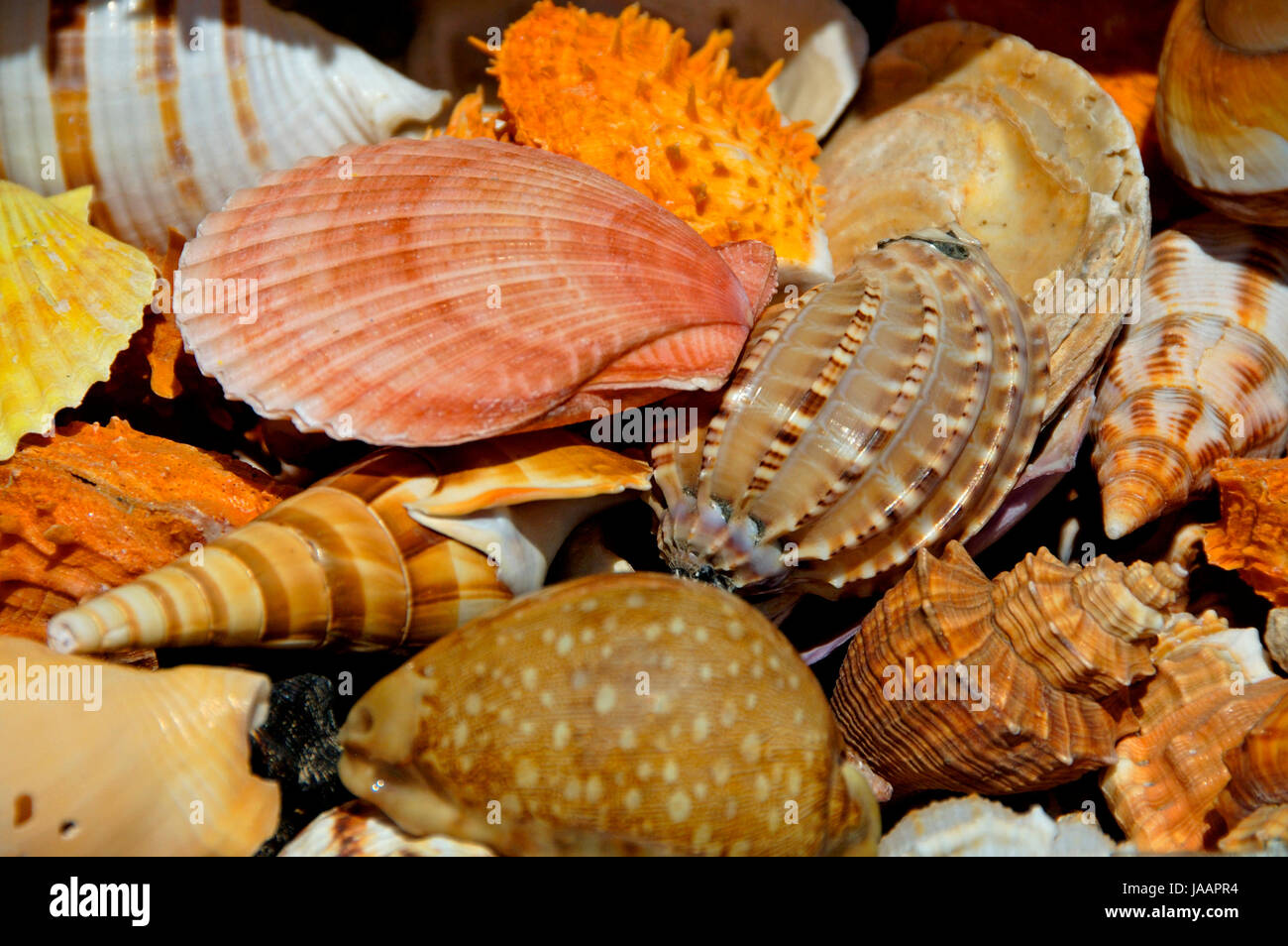 Sea shells in portugal hi-res stock photography and images - Alamy