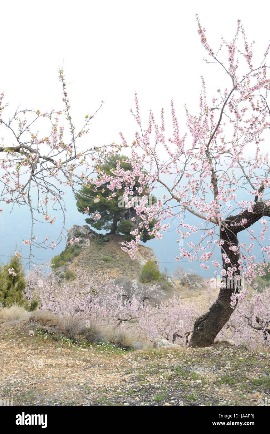 mandelum flower in spain Stock Photo - Alamy