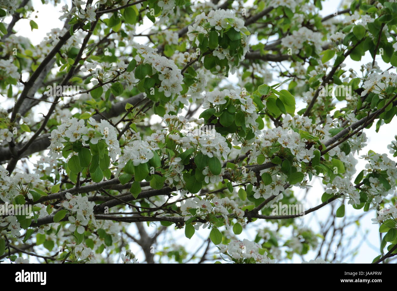 brin tree blossom Stock Photo - Alamy