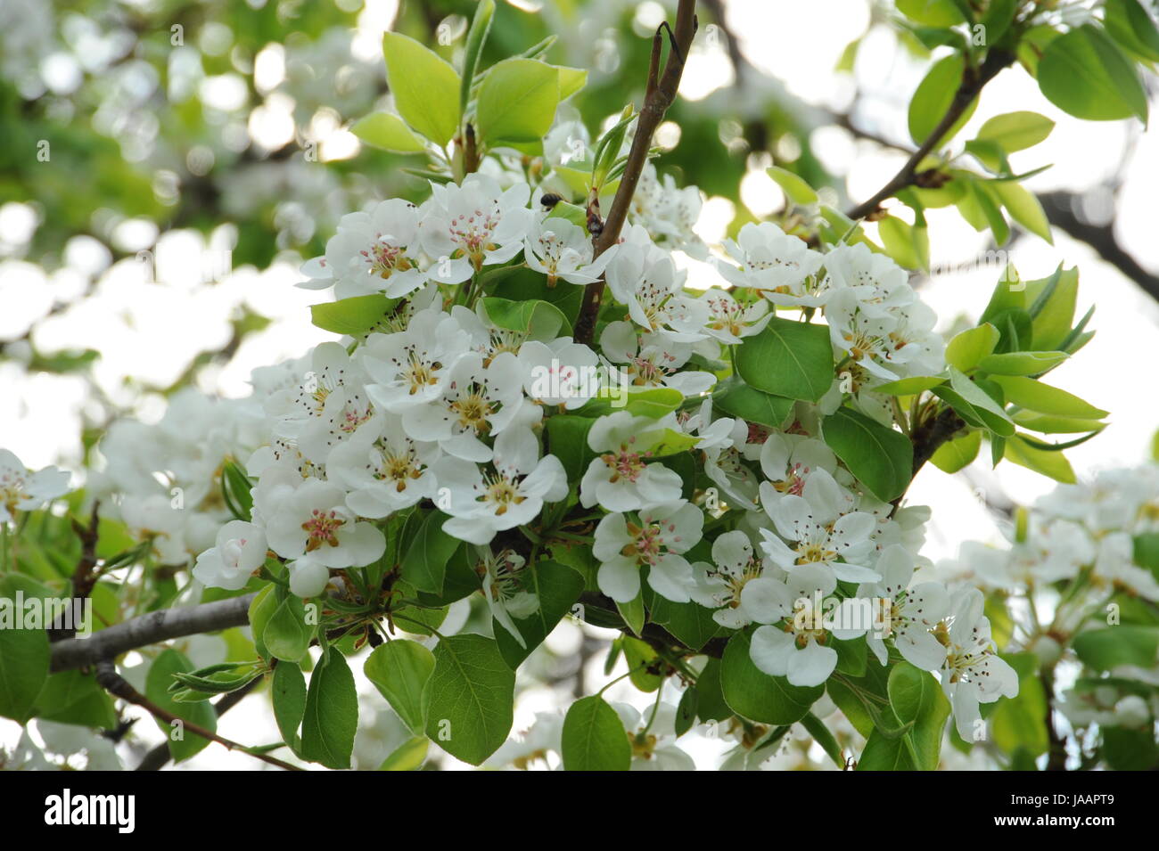 brin tree flower Stock Photo - Alamy