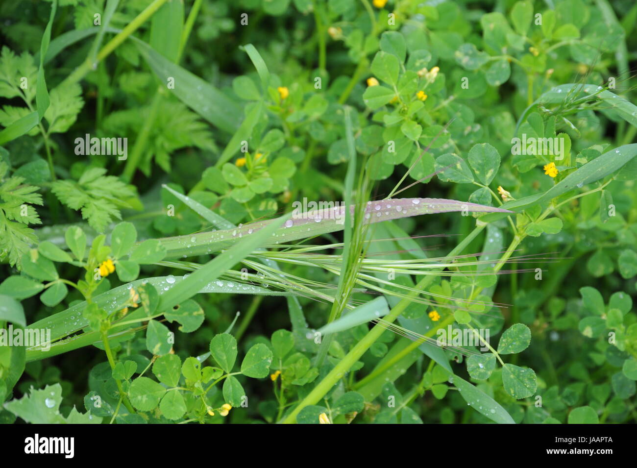 Dyer green weed hi-res stock photography and images - Alamy