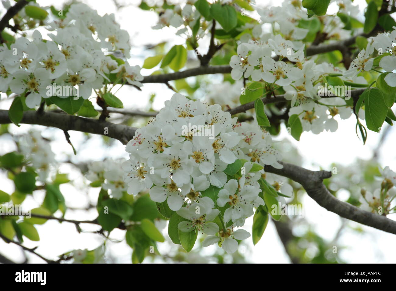 brin tree flower Stock Photo - Alamy