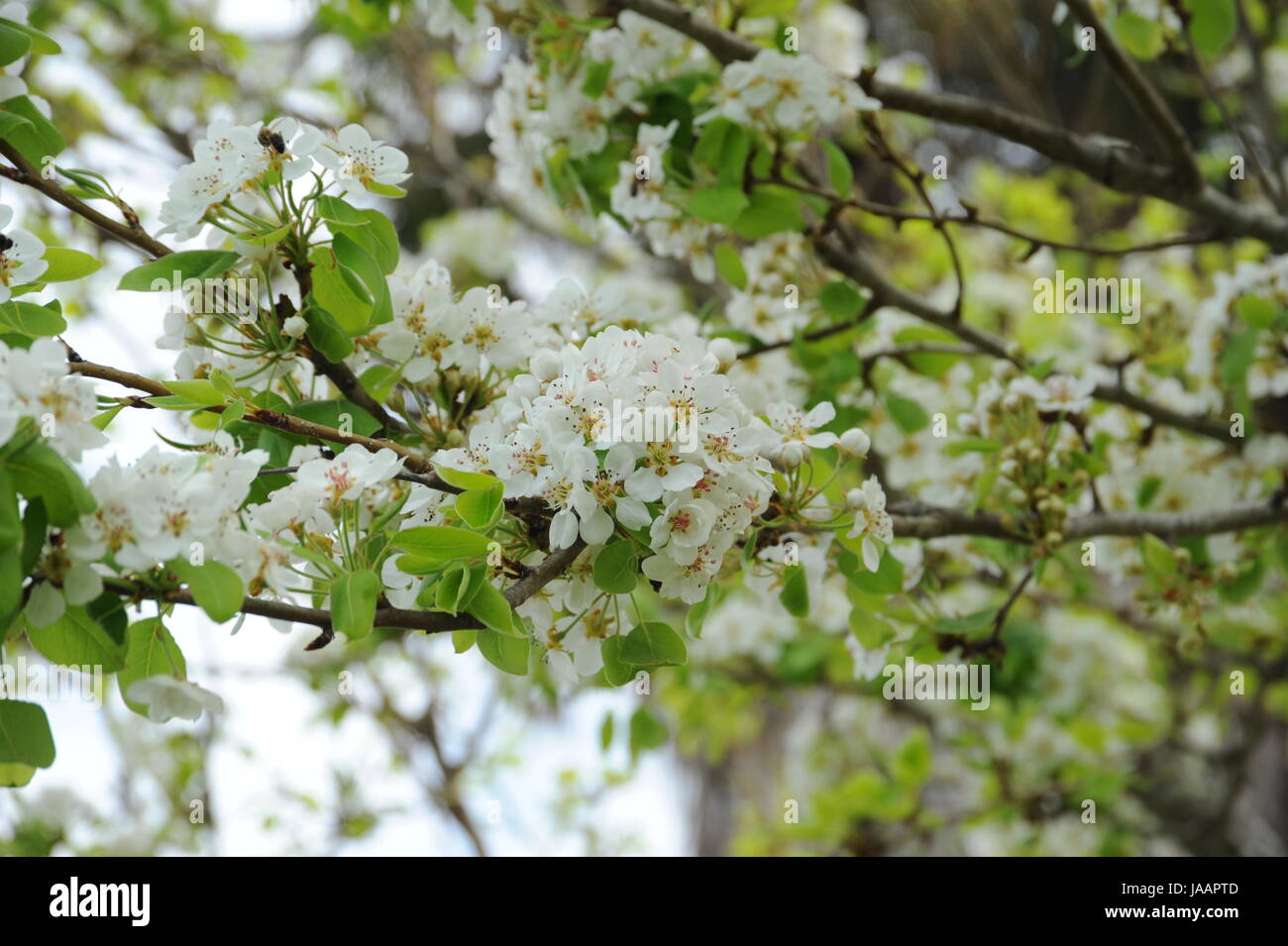 brin tree flower Stock Photo - Alamy