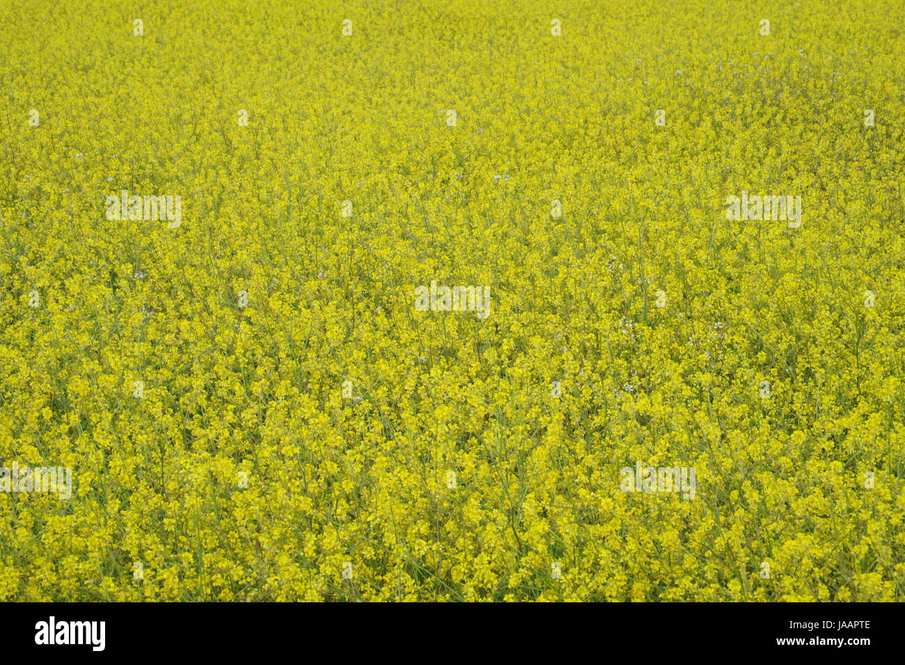 raps on the field Stock Photo - Alamy