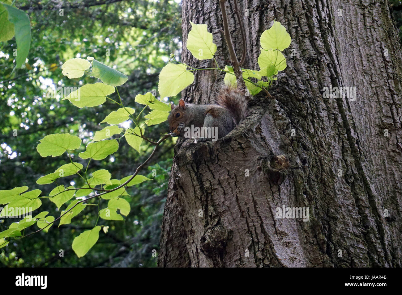 Grey squirrel nut eating tree hi-res stock photography and images - Alamy