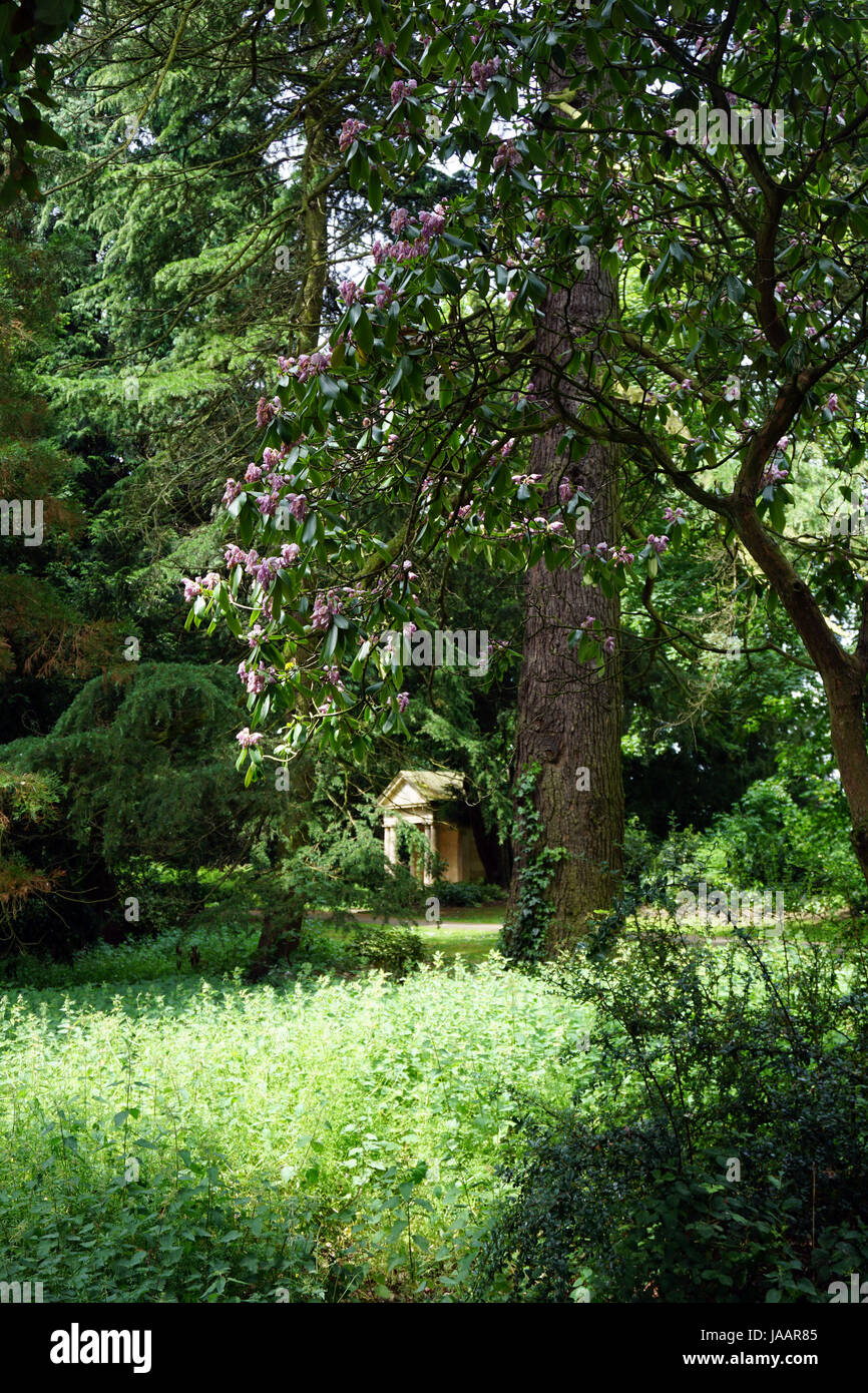 Stewart Park Middlesbrough Trees and plants in a woodland Glade in ...