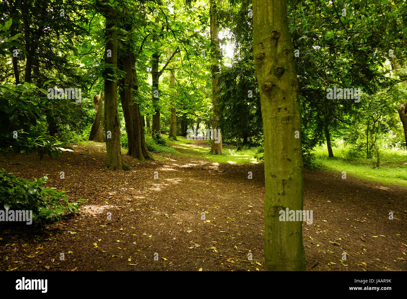 Stewart Park Middlesbrough Trees and plants in a woodland Glade in ...