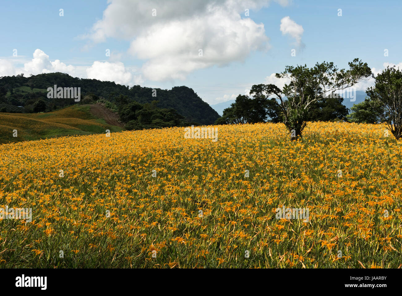 Field of tiger lily flowers Stock Photo - Alamy