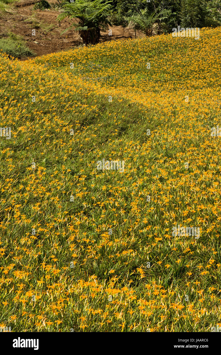 Field of tiger lily flowers Stock Photo - Alamy