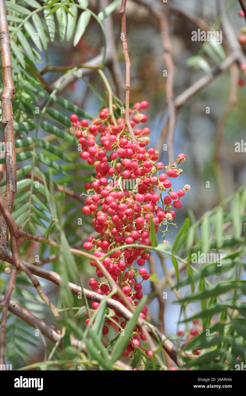 spain - red pepper tree Stock Photo - Alamy