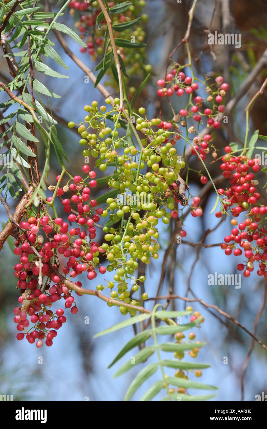 spain - red pepper tree Stock Photo - Alamy