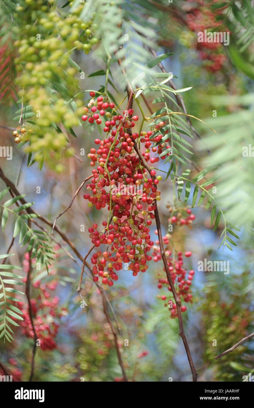 spain - red pepper tree Stock Photo - Alamy