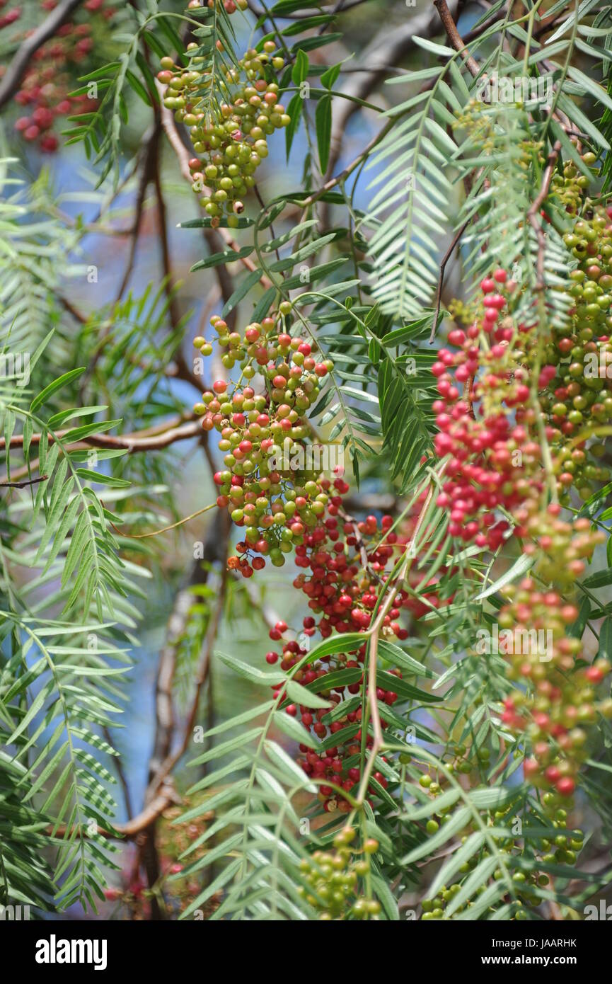 Pfeffergewachse Piperaceae High Resolution Stock Photography and Images ...