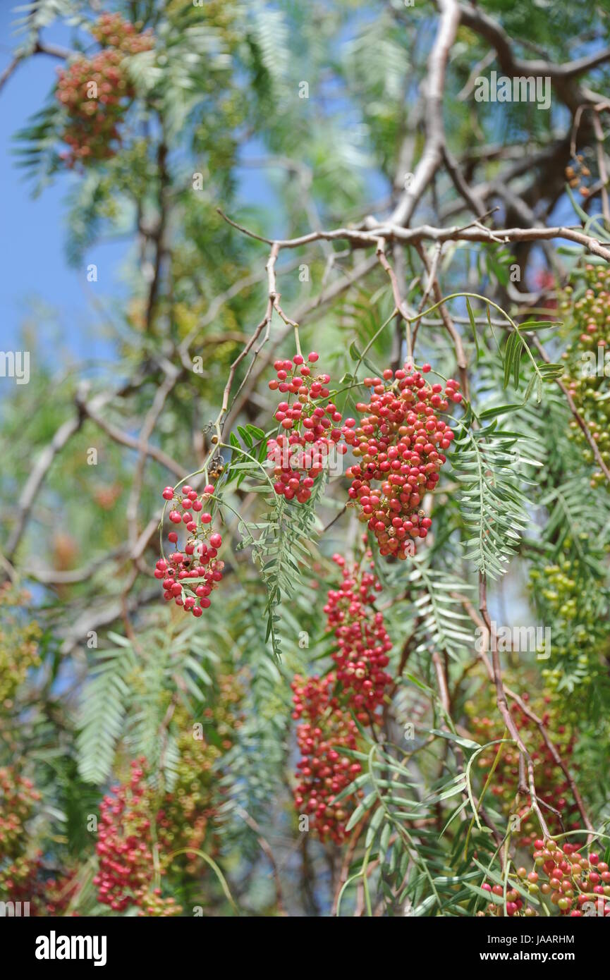 spain - red pepper tree Stock Photo - Alamy