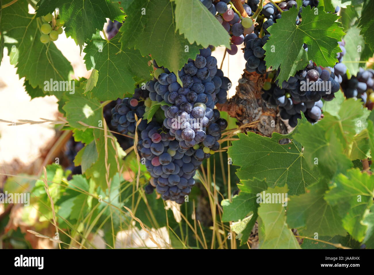 spain - grape Stock Photo - Alamy