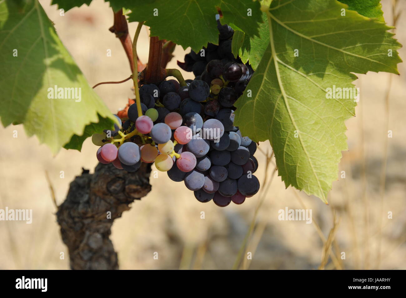 spain - grapes Stock Photo - Alamy