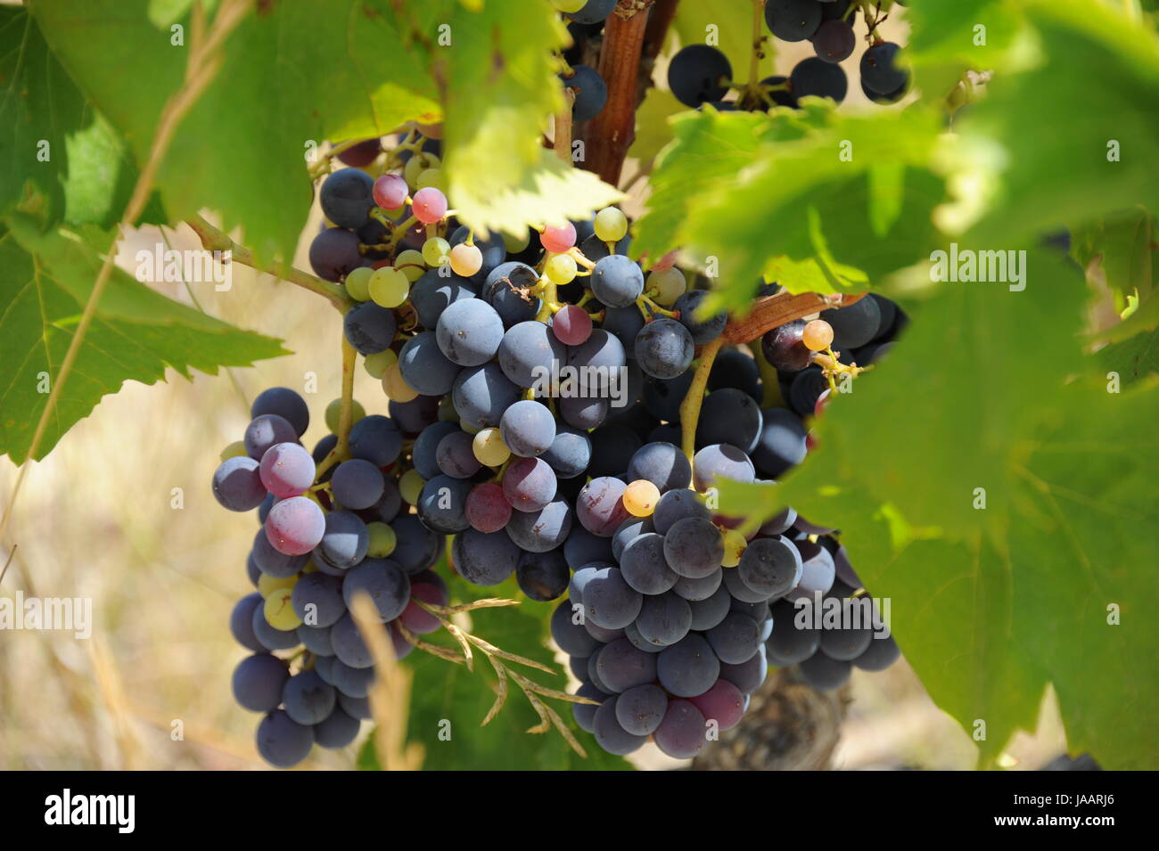 spain - grapes Stock Photo - Alamy