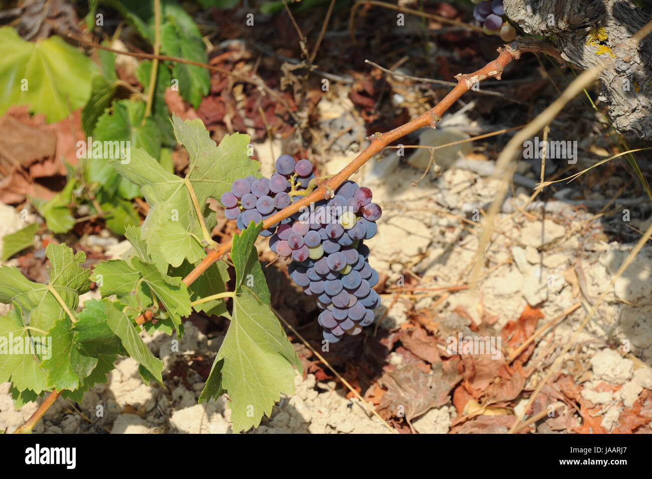 spain - grape Stock Photo - Alamy
