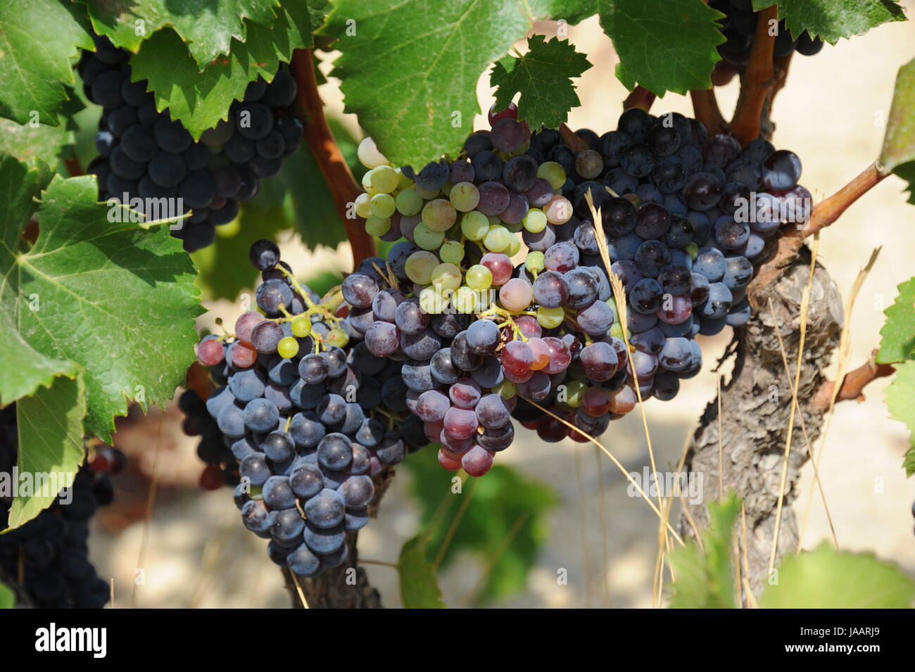 spain - grape Stock Photo - Alamy