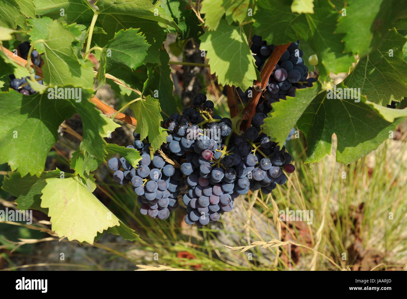 spain - grapes Stock Photo - Alamy