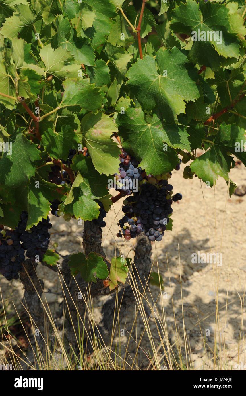 spain - grapes Stock Photo - Alamy