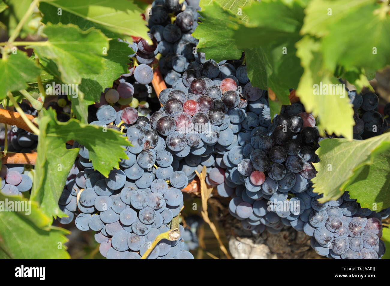spain - grape Stock Photo - Alamy