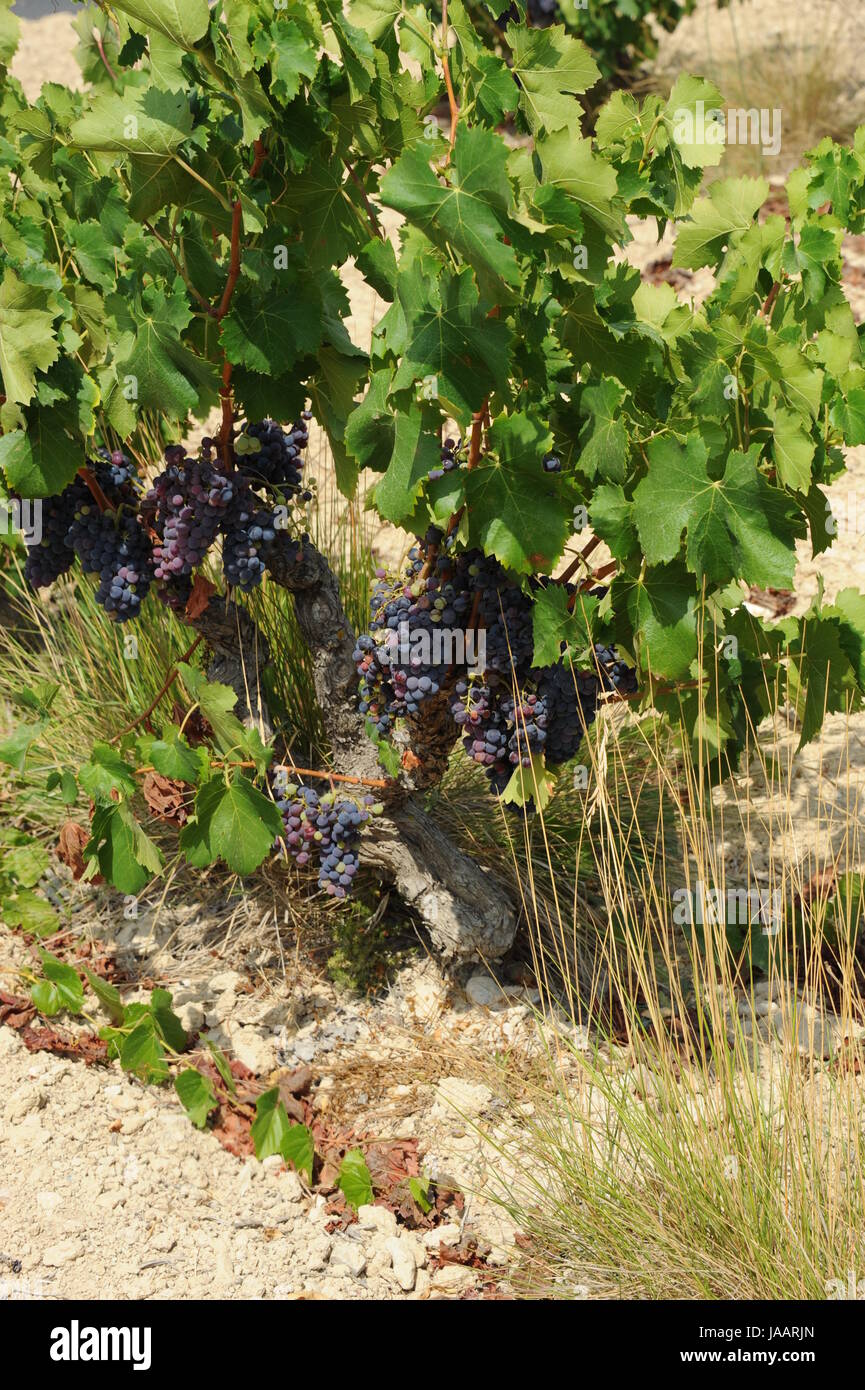 spain - grape Stock Photo - Alamy