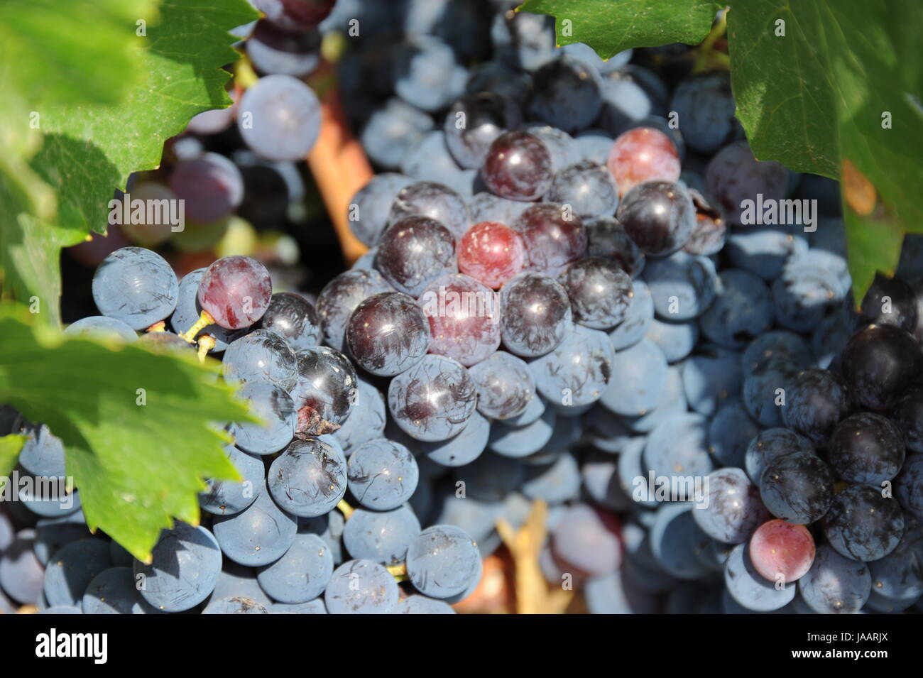 spain - grape Stock Photo - Alamy