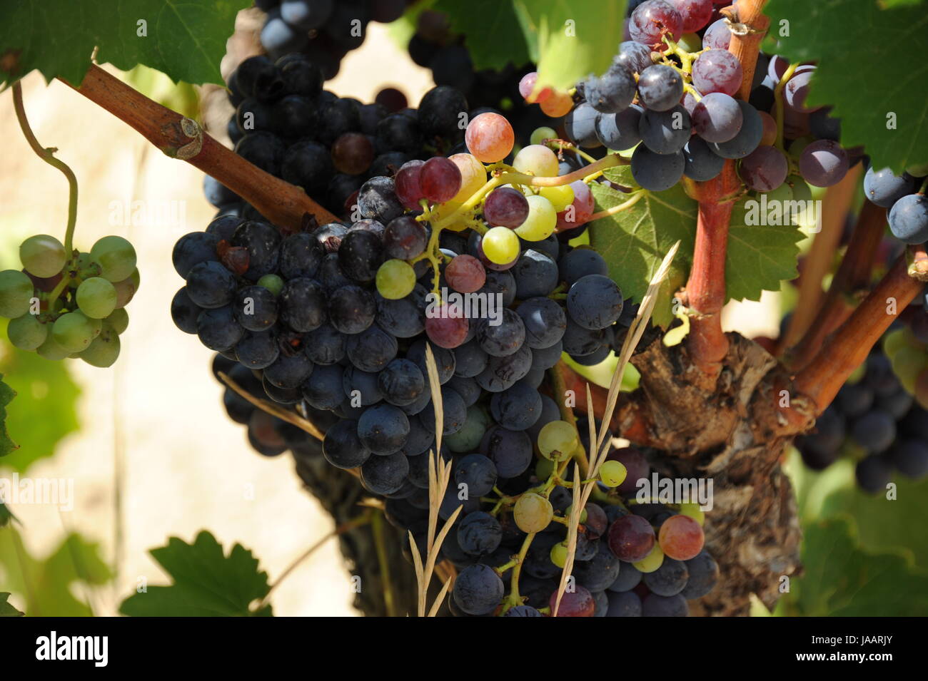 spain - grapes Stock Photo - Alamy