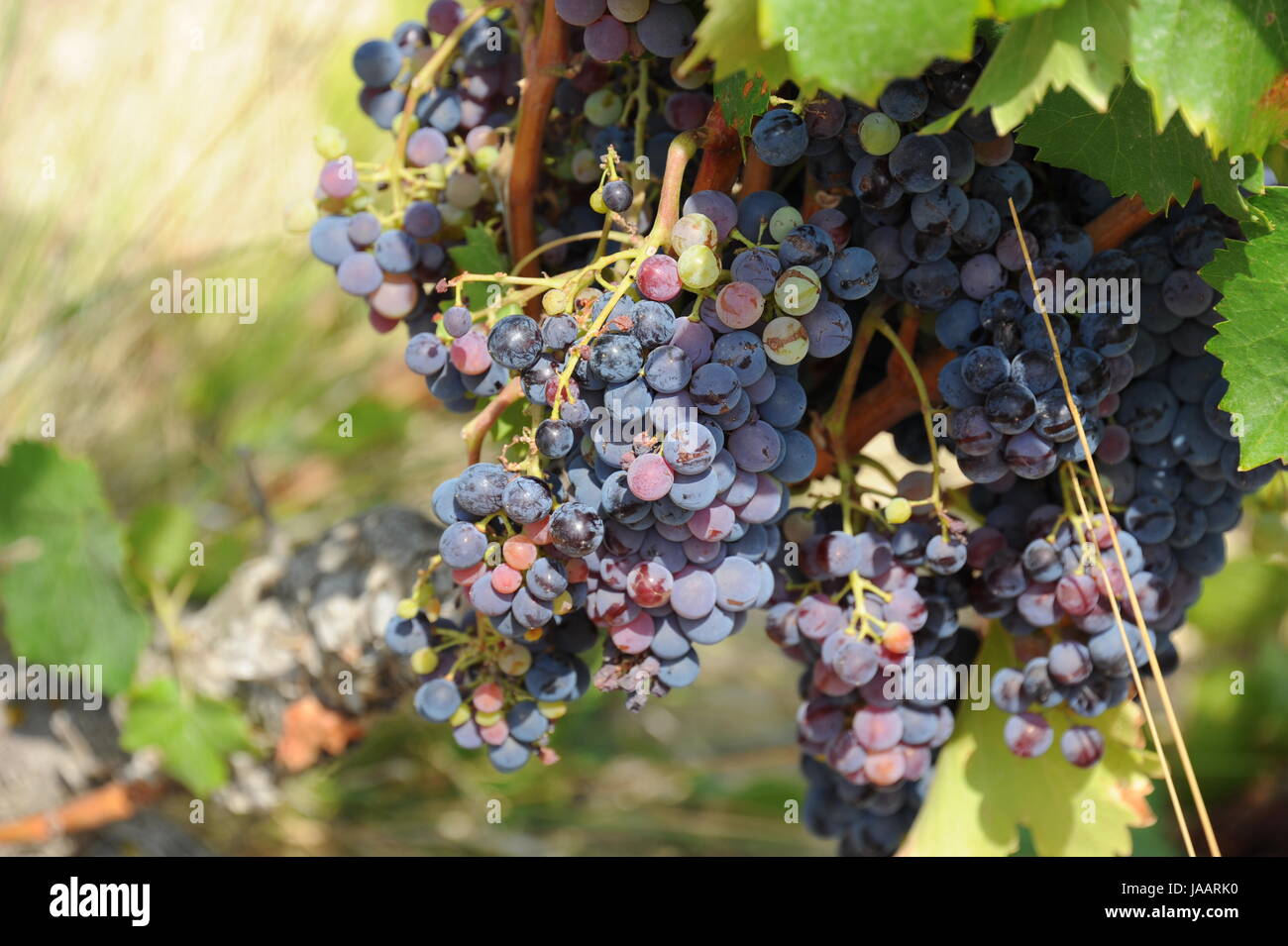 spain - grapes Stock Photo - Alamy