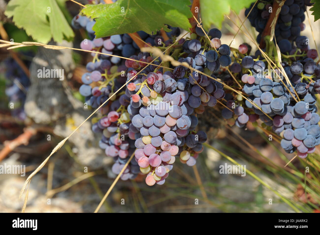 spain - grapes Stock Photo - Alamy