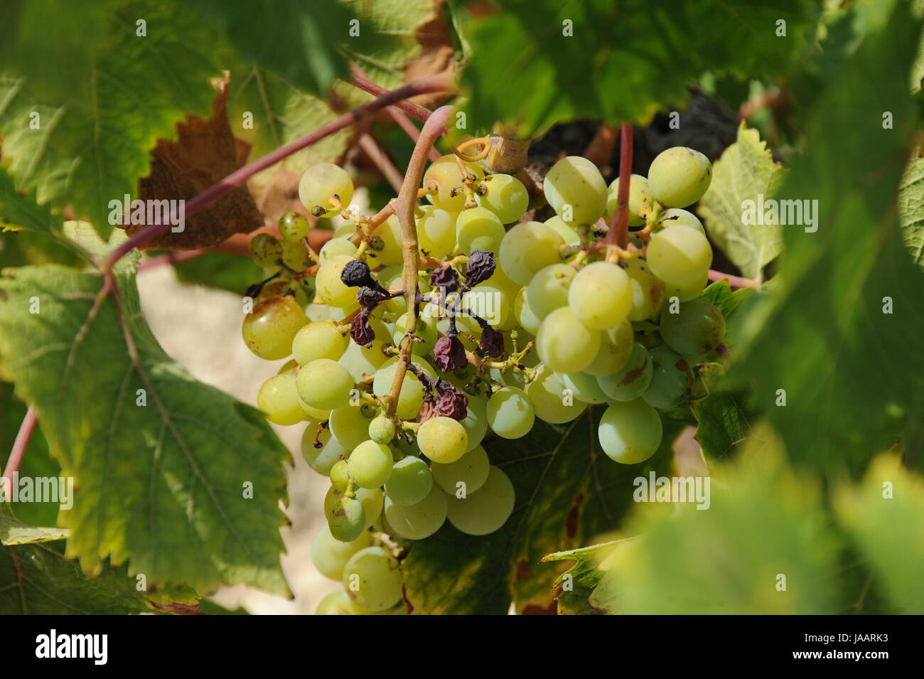 spain - grapes Stock Photo - Alamy