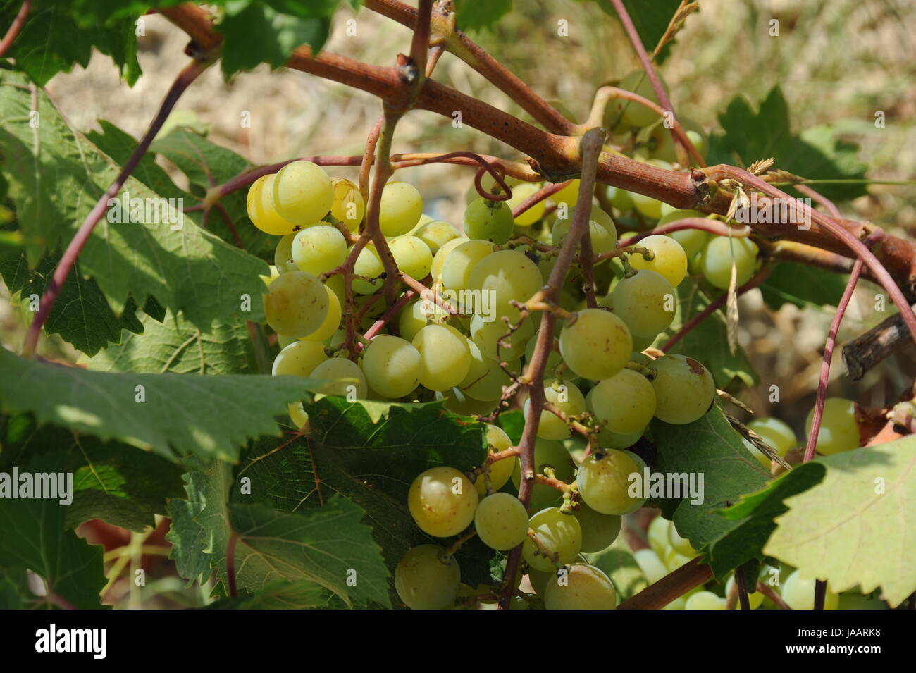 spain - grapes Stock Photo - Alamy