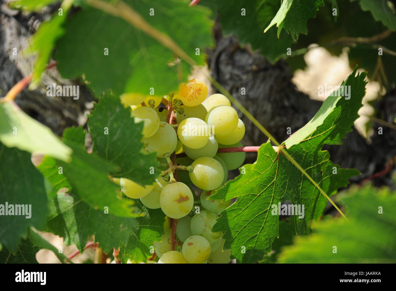 spain - grape Stock Photo - Alamy