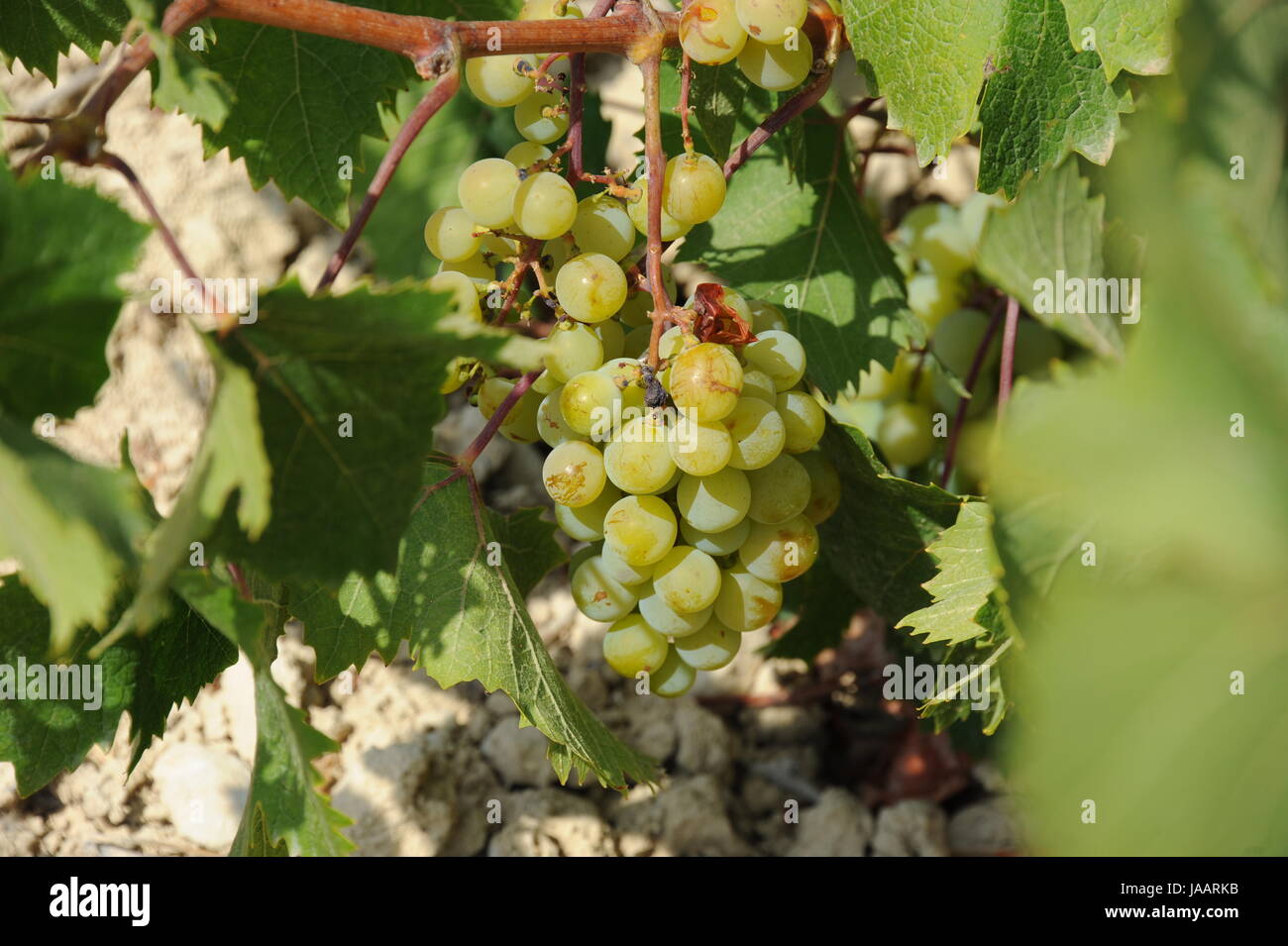 spain - grape Stock Photo - Alamy