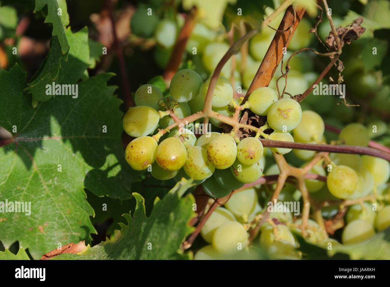 spain - grapes Stock Photo - Alamy
