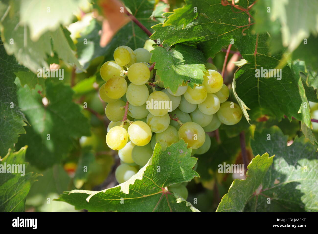 spain - grape Stock Photo - Alamy