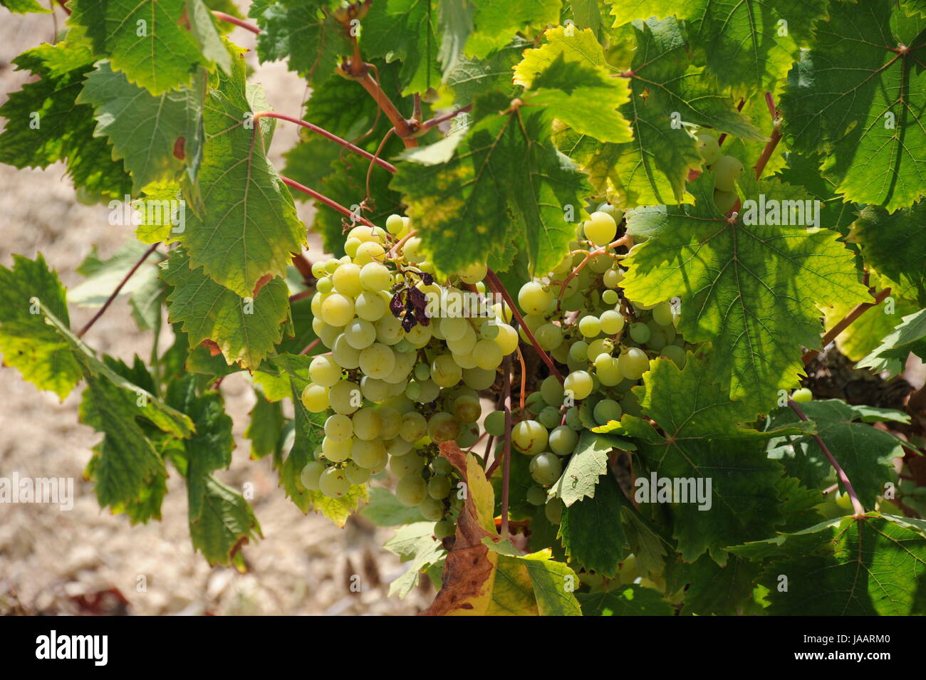 spain - grapes Stock Photo - Alamy