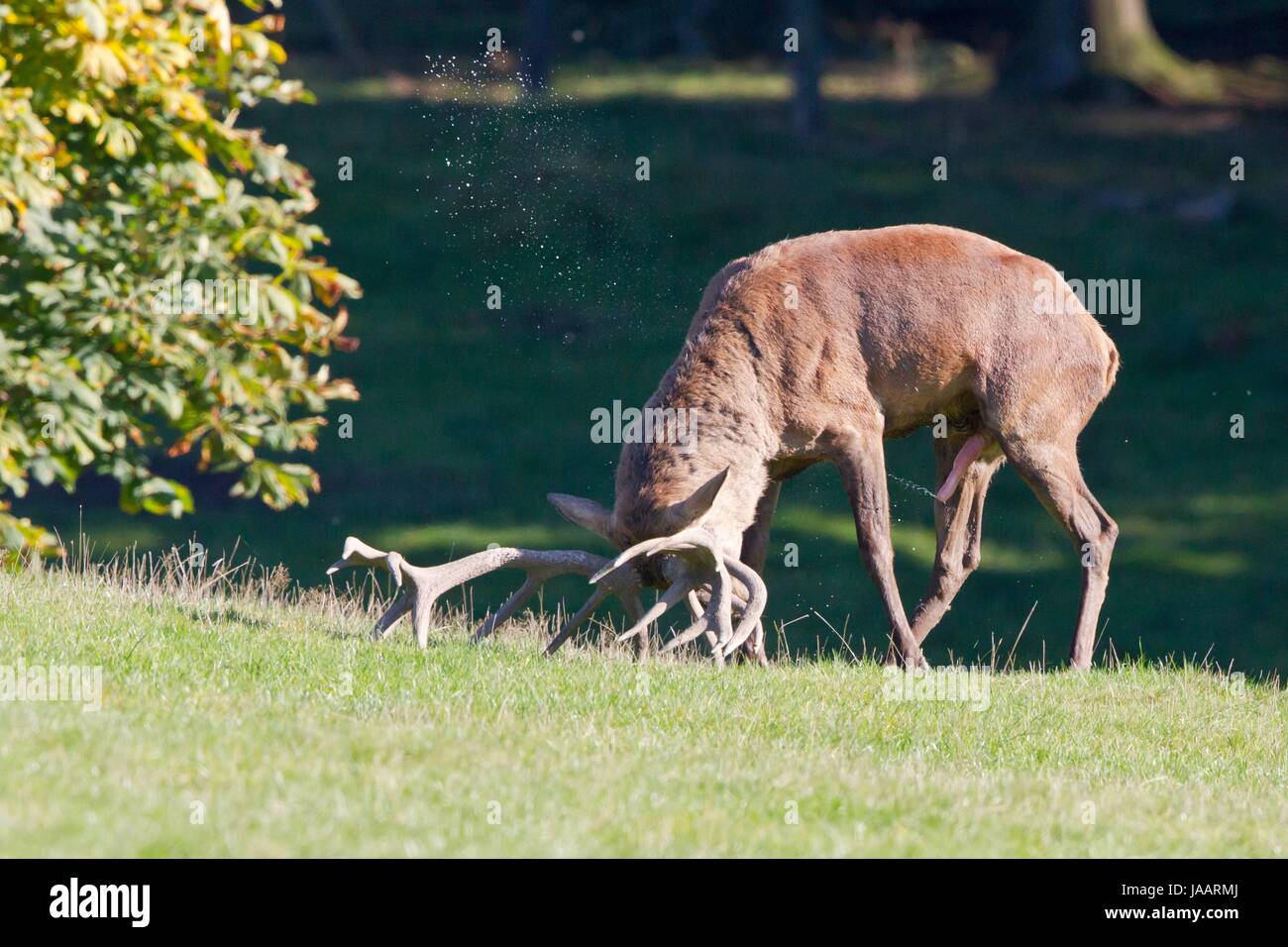 Zoo deer stag hart hi-res stock photography and images - Alamy