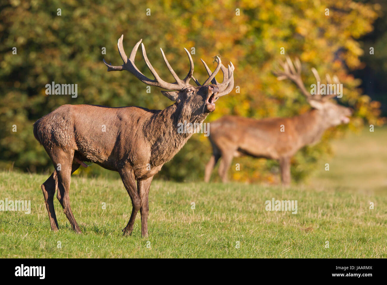 Zoo deer stag hart hi-res stock photography and images - Alamy