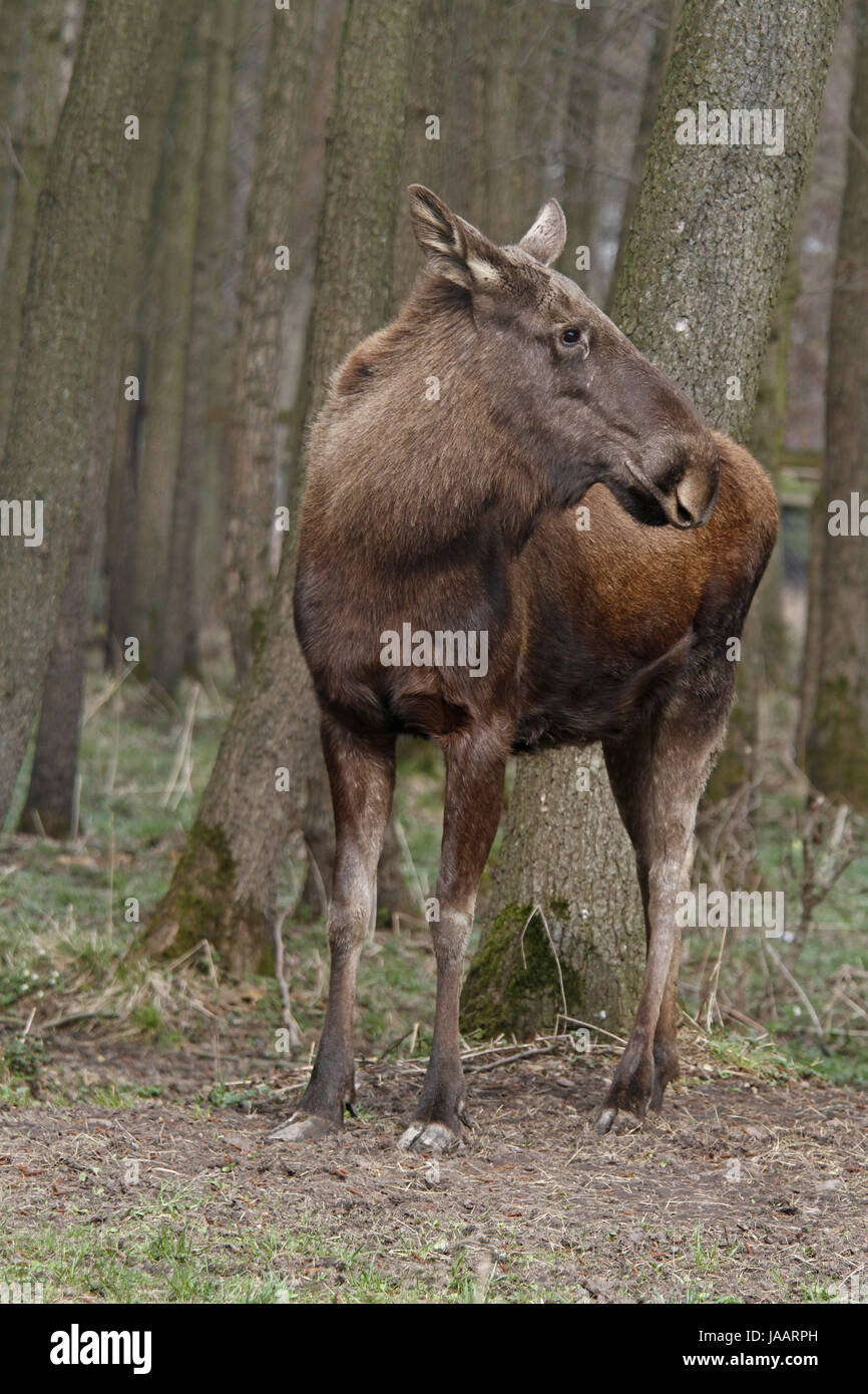 Elch wald hi-res stock photography and images - Alamy