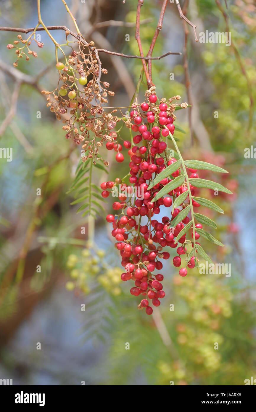 spain - red pepper tree Stock Photo - Alamy