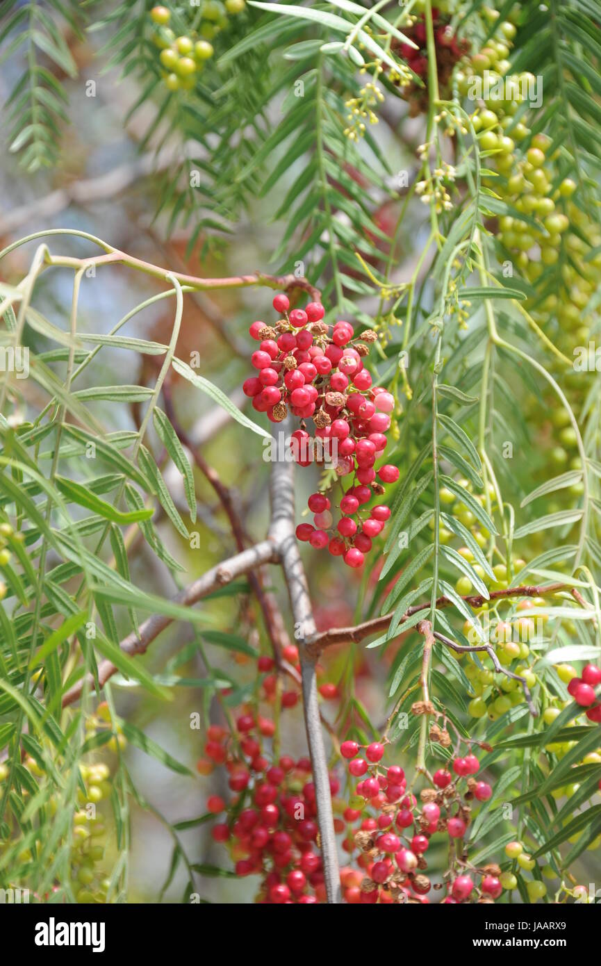 Pfeffergewachse piperaceae hi-res stock photography and images - Alamy