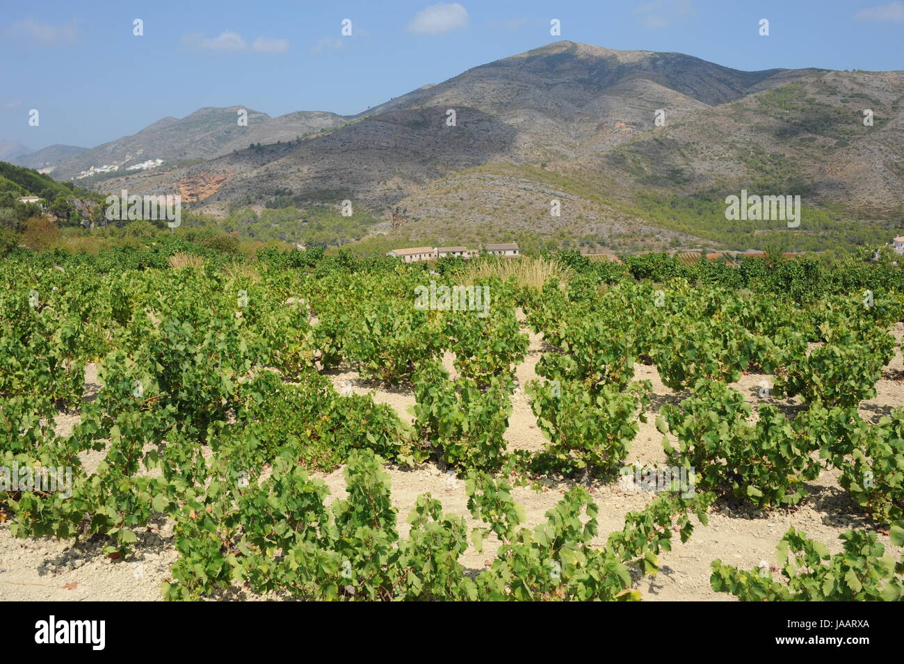 spain - grape Stock Photo - Alamy