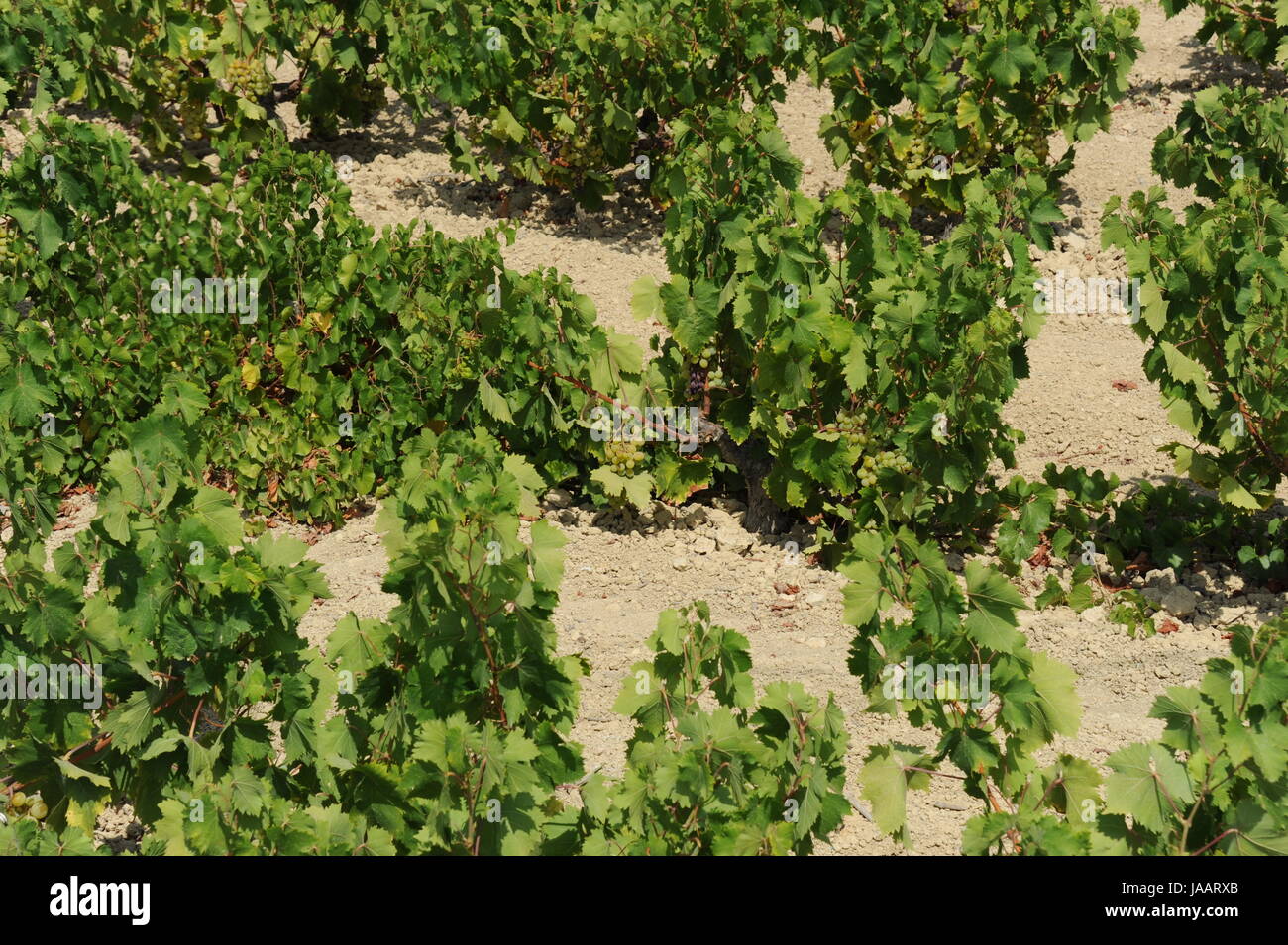 spain - grapes Stock Photo - Alamy