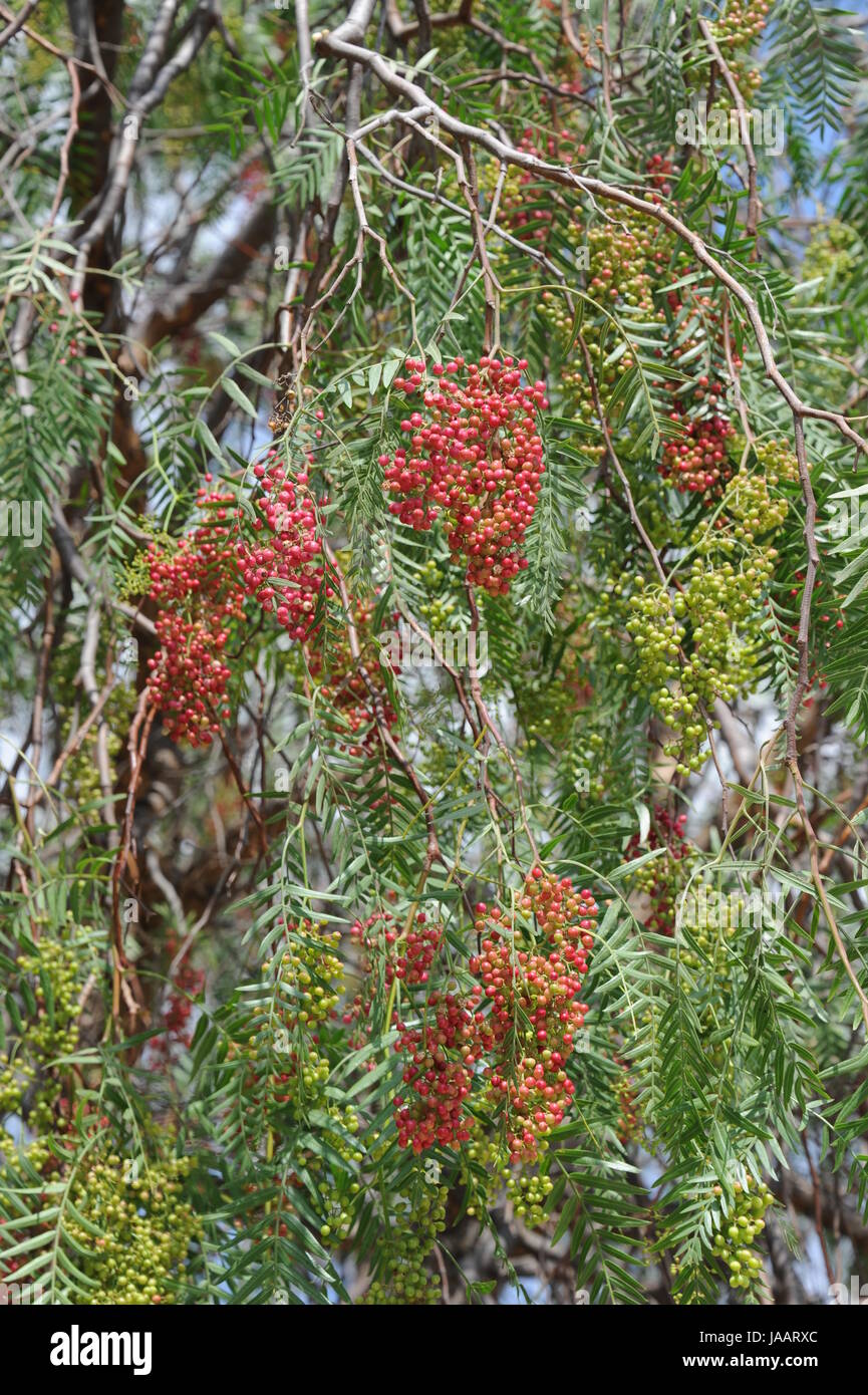Pfeffergewachse piperaceae hi-res stock photography and images - Alamy