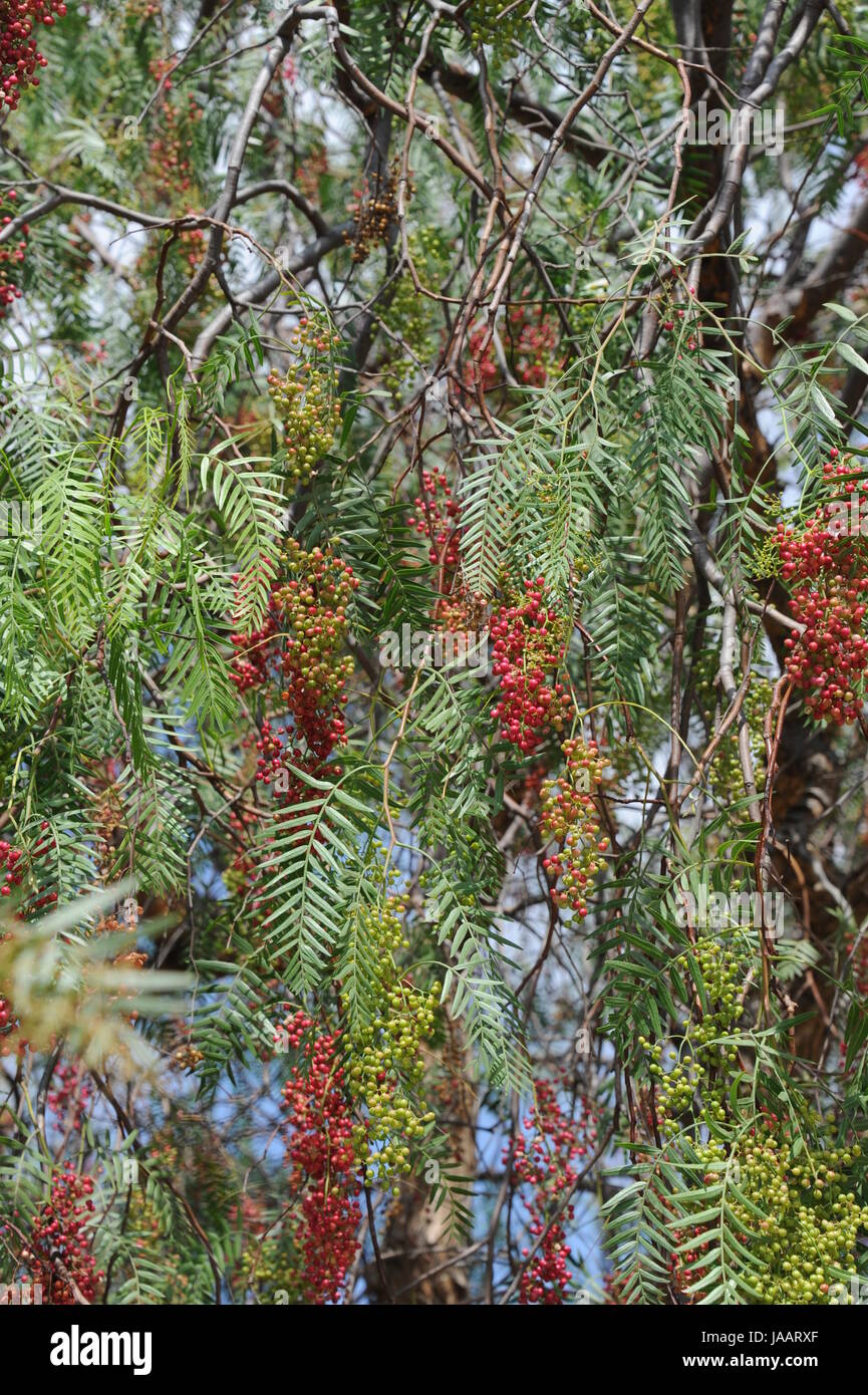 Pfeffergewachse piperaceae hi-res stock photography and images - Alamy