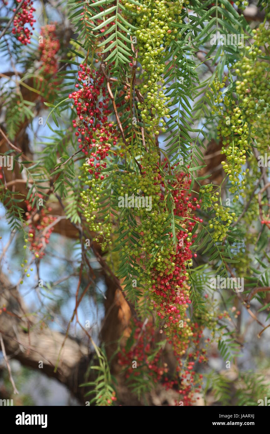 Pfeffergewachse piperaceae hi-res stock photography and images - Alamy